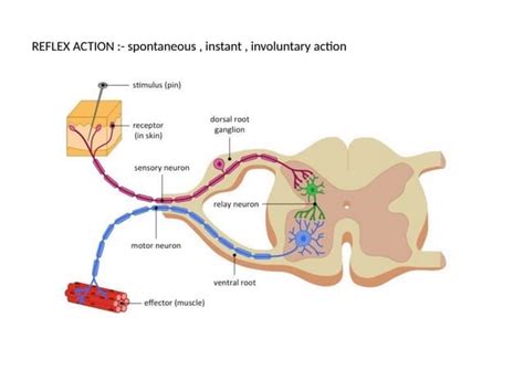 Control And Coordination L 3pptx For Neet Ppt