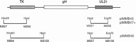 Figure 2 From A Genetically Inactivated Herpes Simplex Virus Type 2