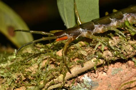 Hunting Centipede Project Noah