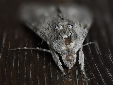 Premium Photo Grey Moth Insect Close Up