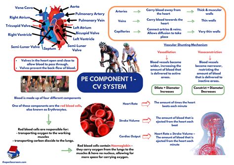 Ocr Gcse C1 4 Cardiovascular System Cheat Sheet Png Classroom 42