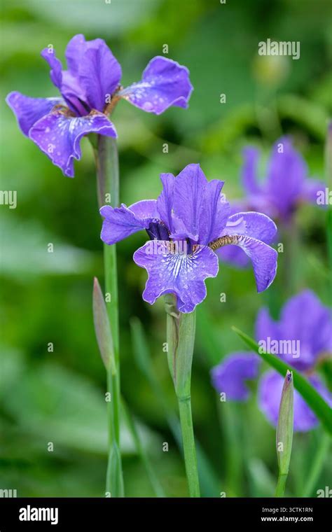 Douglas Iris Iris Douglasiana Flowers Vary In Colour From Purple To