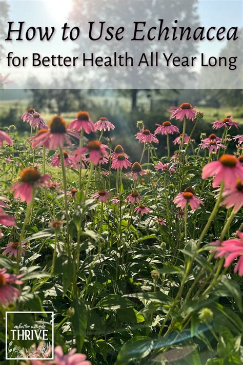How To Use Echinacea For Better Health All Year Long