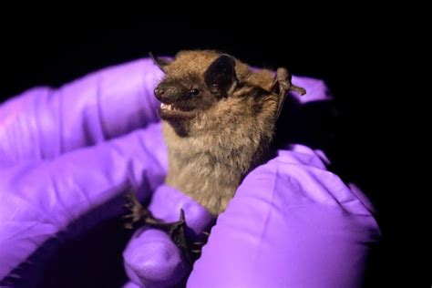 Denver Finds First Rabies Positive Bats Of 2025 Heres Where And What To Know