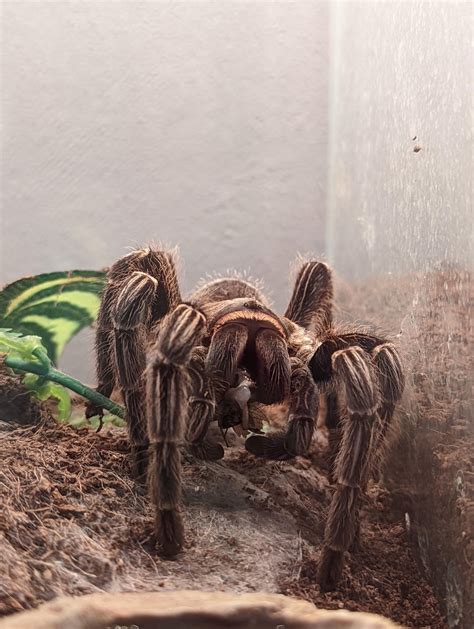 A Seemanni Enjoying Her Dinner R Spiderbro