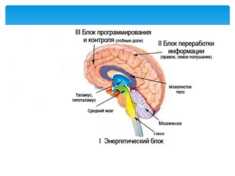 Мозговая организация высших психических функций - презентация онлайн