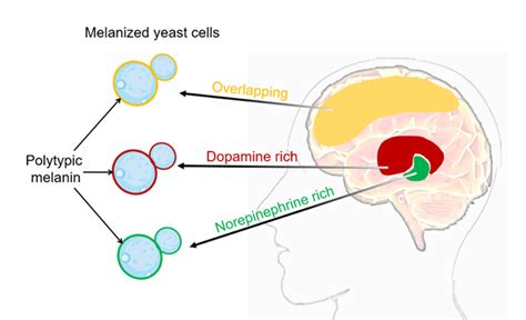 Cryptococcus Neoformans Melanization In The Different Brain Tissue The