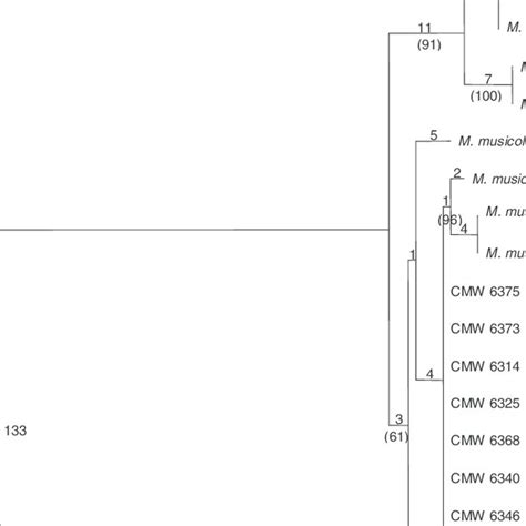 Phylogeny Of Mycosphaerella Fijiensis M Eumusae M Musicola And