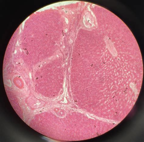 Liver Microscopy Diagram Quizlet