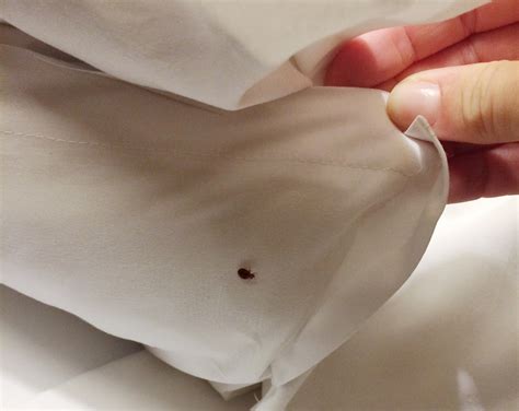 Where The Heck Do Bed Bugs Come From Drivin And Vibin