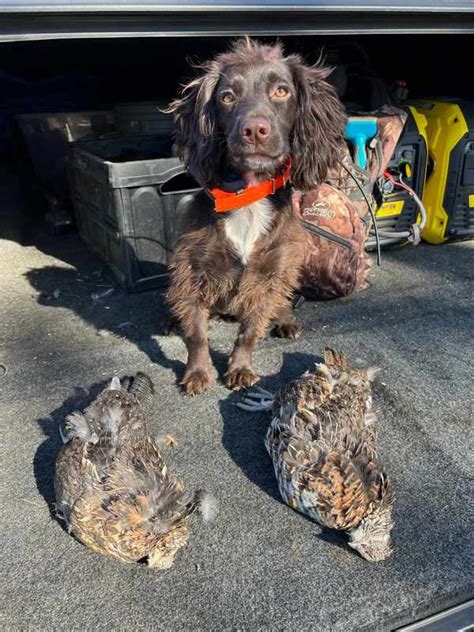 Cowcamp Cockers Puppies