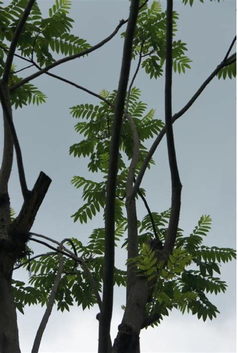 樗叶花椒 中药学 医学