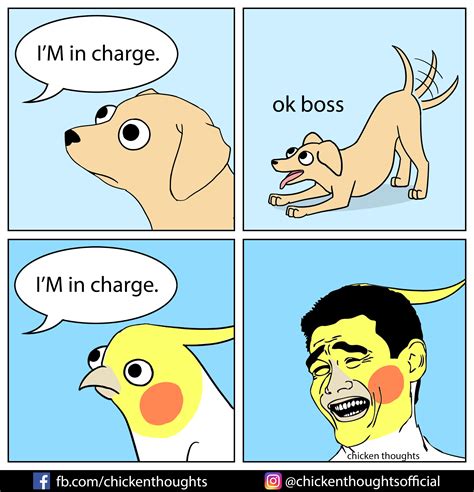 Assert Dominance R Chicken Thoughts