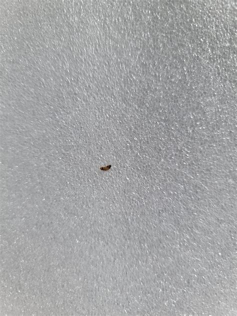 What Is This Found On Bed Singular Bug Rwhatisthisbug
