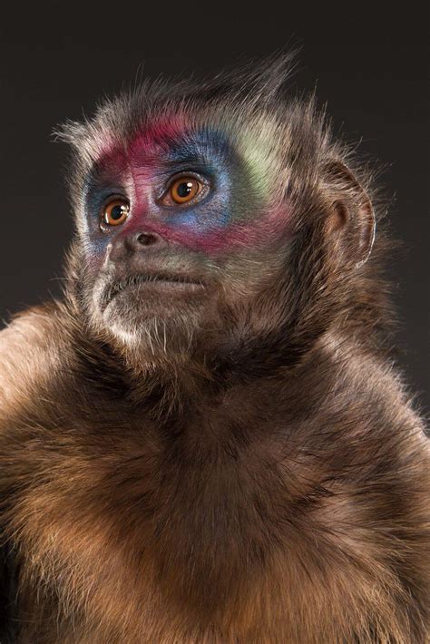 Monkey Makeup