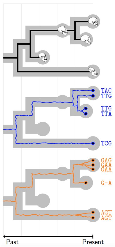 Two New Phd Positions In The Centre For Computational Evolution — This Site Is Deprecated Goto