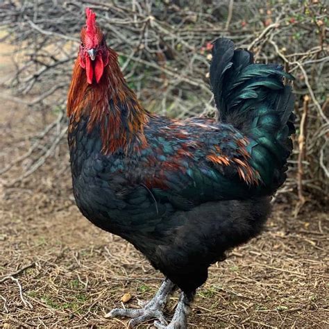 Black Copper Marans History Appearance Eggs And Care