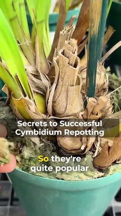 Secrets To Successful Cymbidium Repotting In 2025 Orchid Plant Care