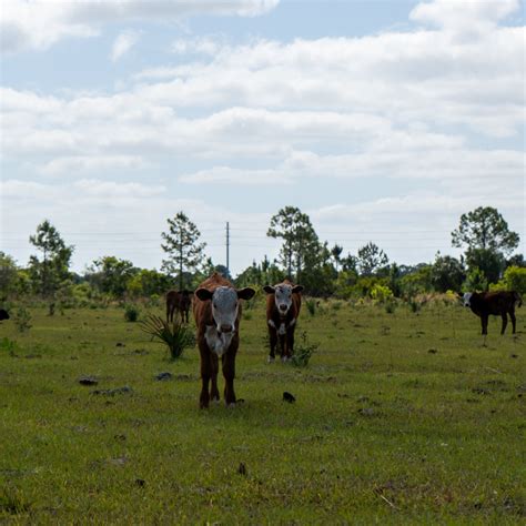Conservation Florida Added A New Photo Conservation Florida