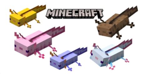 What Colors Can Axolotls Be In Minecraft