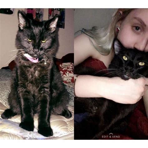 Faust Takes A Selfie Cute Cats Hq Pictures Of Cute Cats And