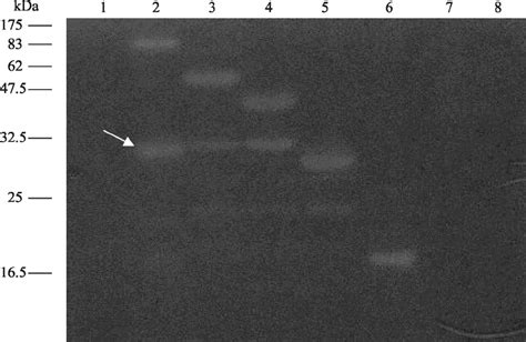 Zymogram Assay To Determine Lytic Activity Of Tal 2009 In Gels