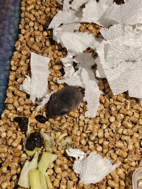 Is This A Mouse Ranimals