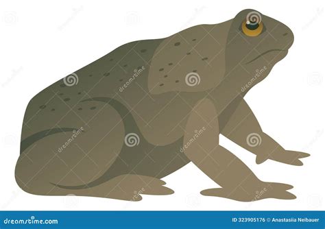 Cane Toad Isolated Vector Illustration Of Frog Stock Vector
