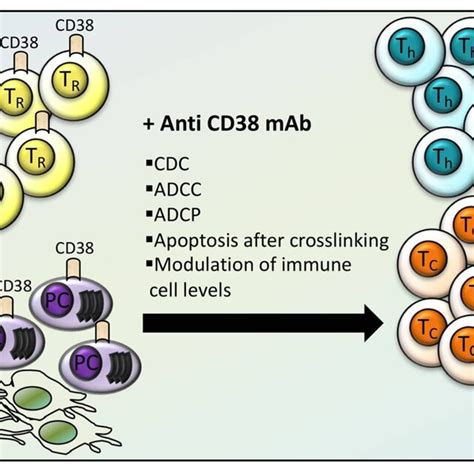 Cd38 Expression And Function In Nk Cells A Role Of Cd38 In The Download Scientific Diagram