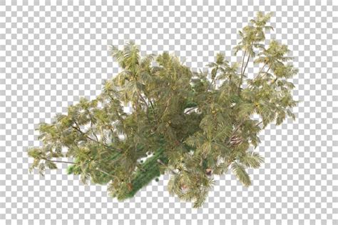 Salix Viminalis Psd 90 High Quality Free Psd Templates For Download