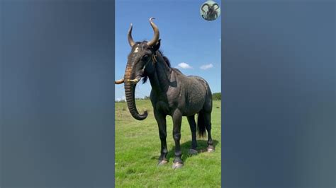 Elephant Horse Hybrid Youtube
