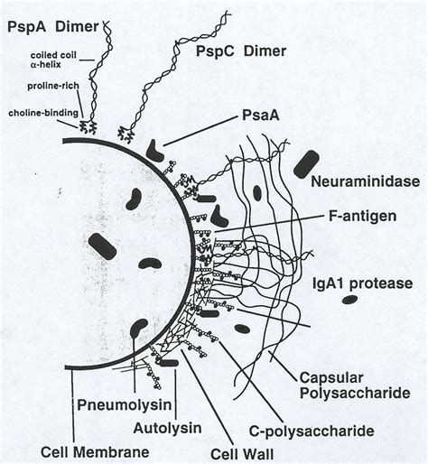 Streptococcus Cell Diagram Frontiers Playing With Fire
