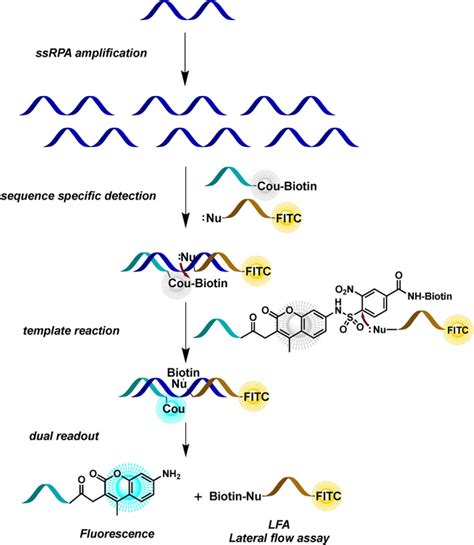 Combining Recombinase Polymerase Amplification And Dna‐templated Reaction For Sars‐cov‐2 Sensing