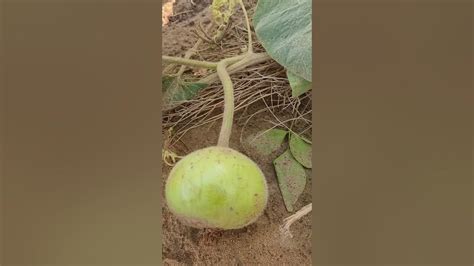What Is The Difference Between Round And Long Bottle Gourd