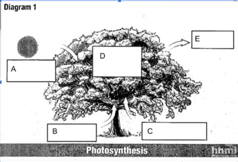 Photosynthesis Flashcards Quizlet