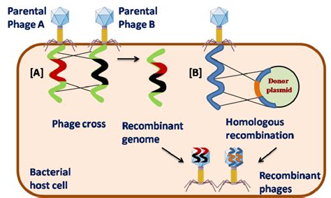 Schematic Representation Of A Phage Cross And B Homologous