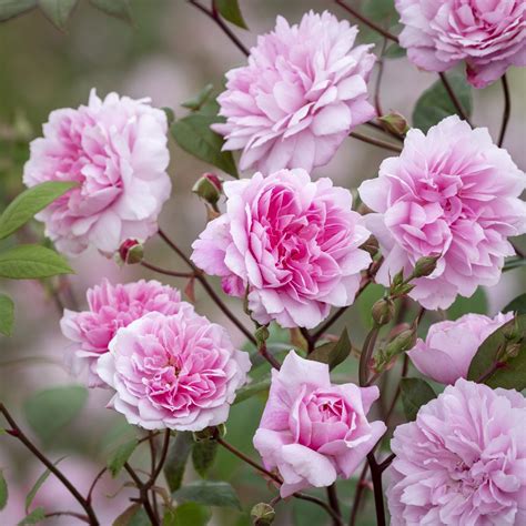 Home Otto And Sons Nursery