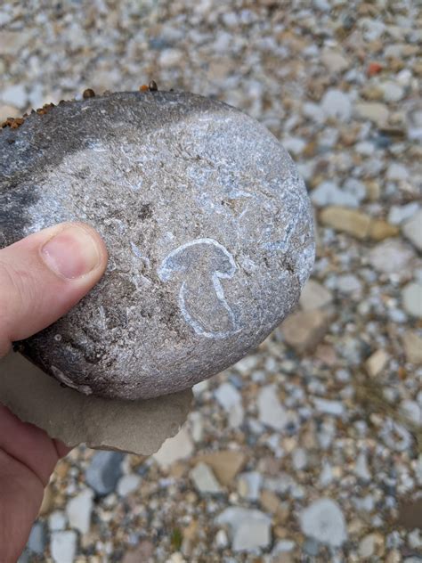 Fossilized Mushroom R Fossilhunting