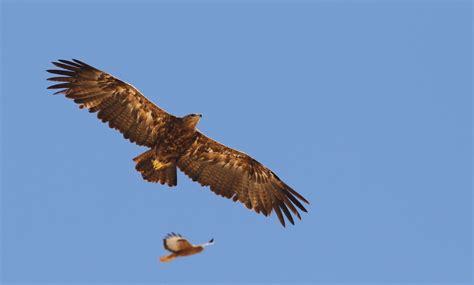 Steppe Eagle Flyways Birding