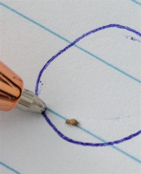 What Is This Tiny Bug Rwhatsthisbug