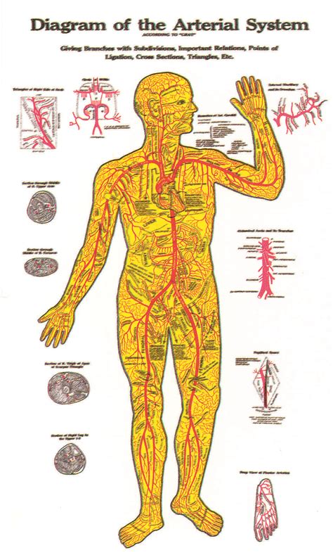Human Artery Chart