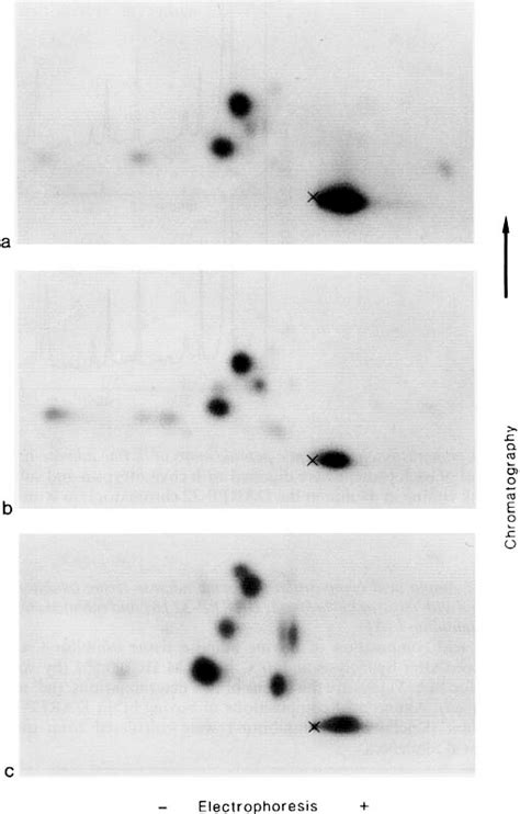 Two Dimensional Phosphopeptide Mapping Inhibitors Were Phosphorylated