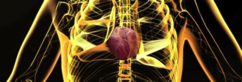 The Spanish Research Network For Cardiac Computational Modelling V
