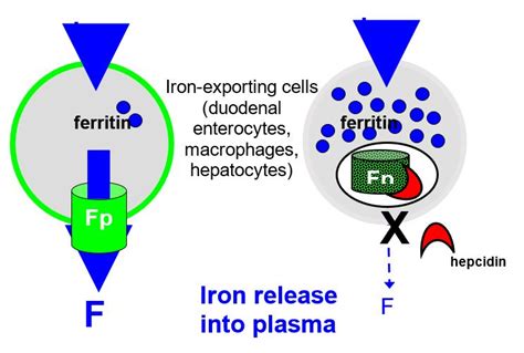 Literature Review Of Hepcidin Importance Production Regulation