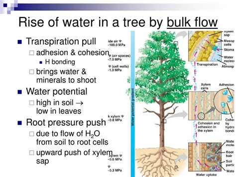Ppt Transport In Plants Chapter 36 Powerpoint Presentation Free