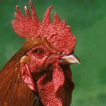 Rhode Island Red Chicken 101 Complete Care Guide 2024