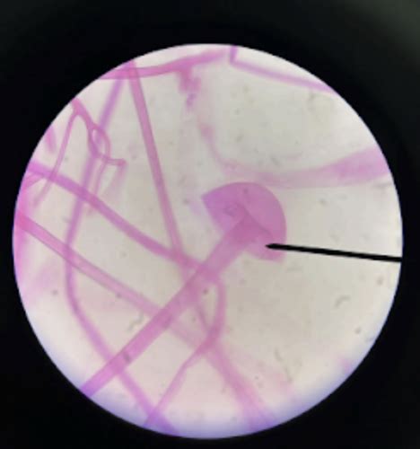 Biology 191 Lab Flashcards Quizlet