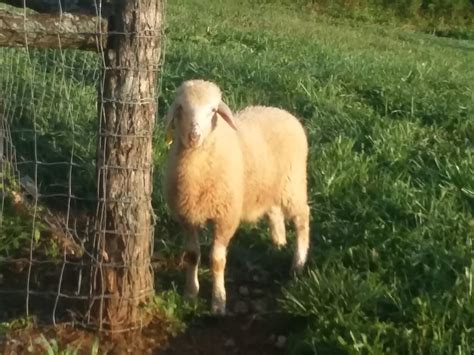 Charlestown Indiana Ram Awassi For Sale Backyardherds Goats Horses