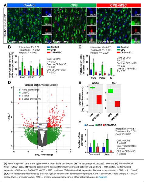 Bone Marrow Derived Mscs Delivery During Cpb Inhibits Neuronal