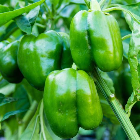 The Best Way To Fertilize Bell Pepper Plants To Get More Peppers
